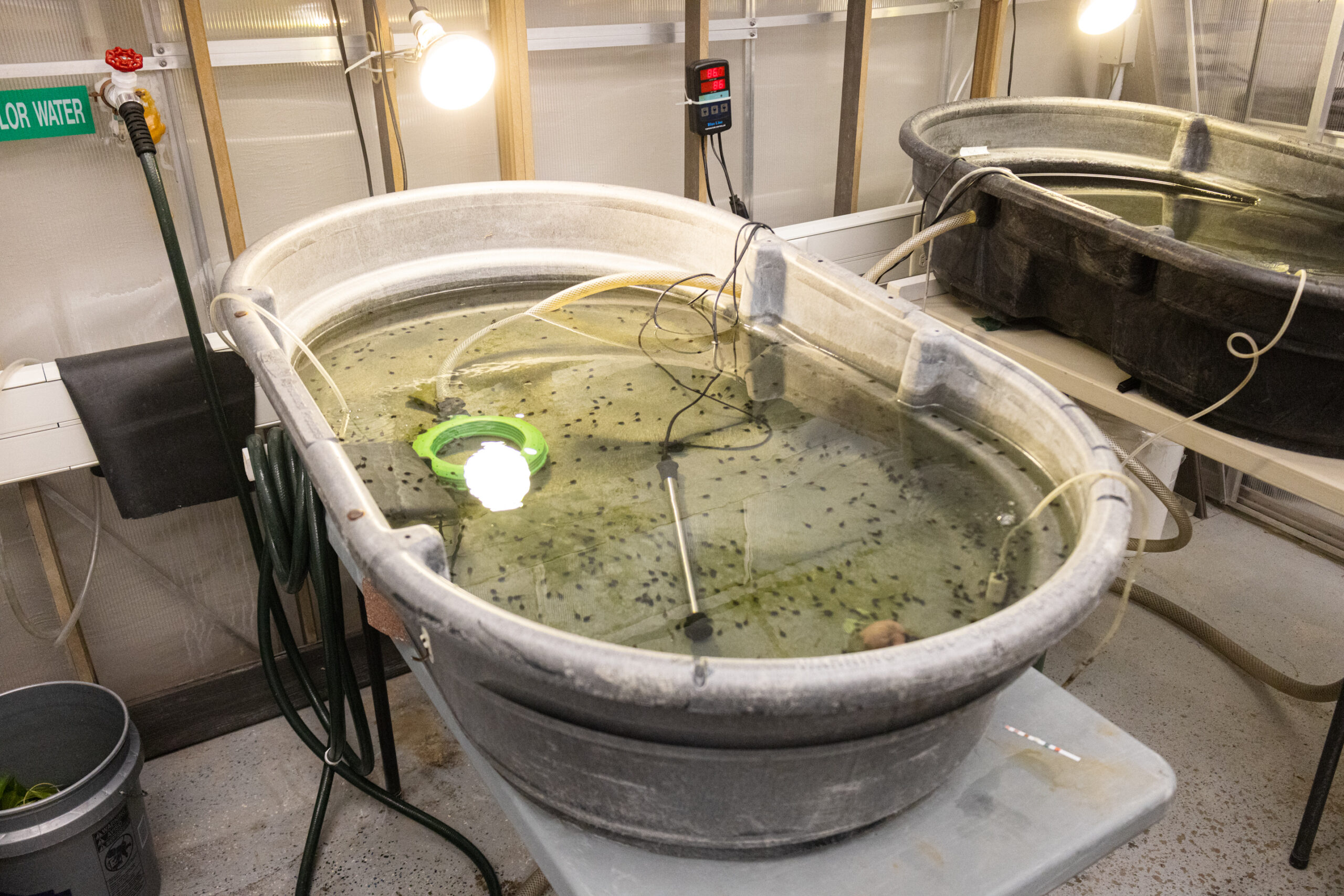 Buffalo Zoo sends nearly 600 endangered tadpoles to Puerto Rico for ...